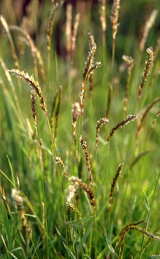 Grass Pollen Allergy Clinic Idaho